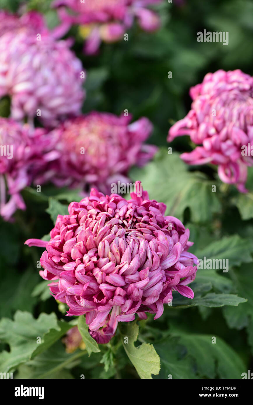 Chrysan hi-res stock photography and images - Alamy