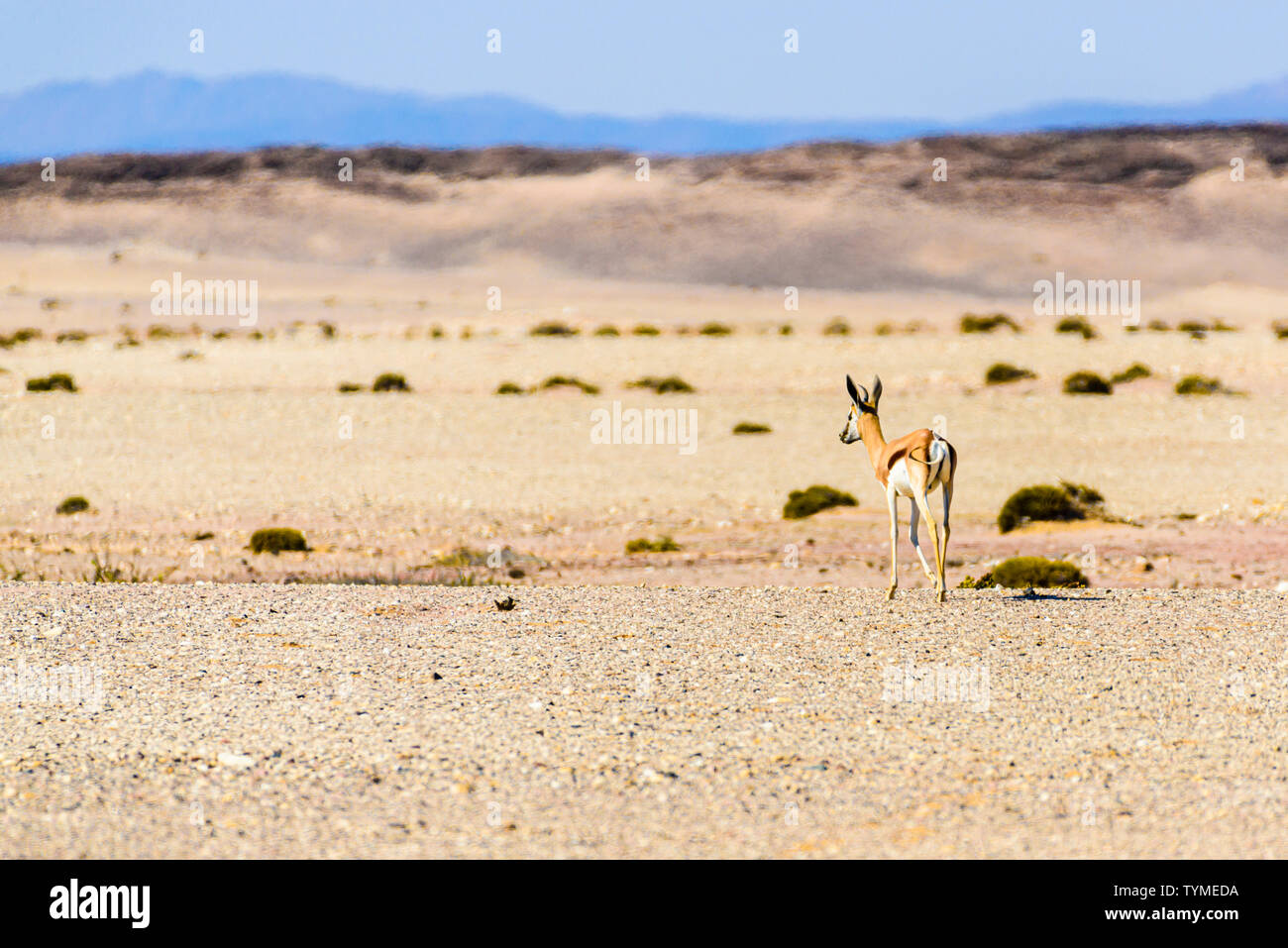 Springbok on the African savannah through severe heat haze shimmer ...
