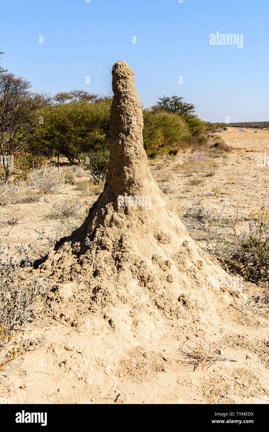 Large termite nest hi-res stock photography and images - Alamy