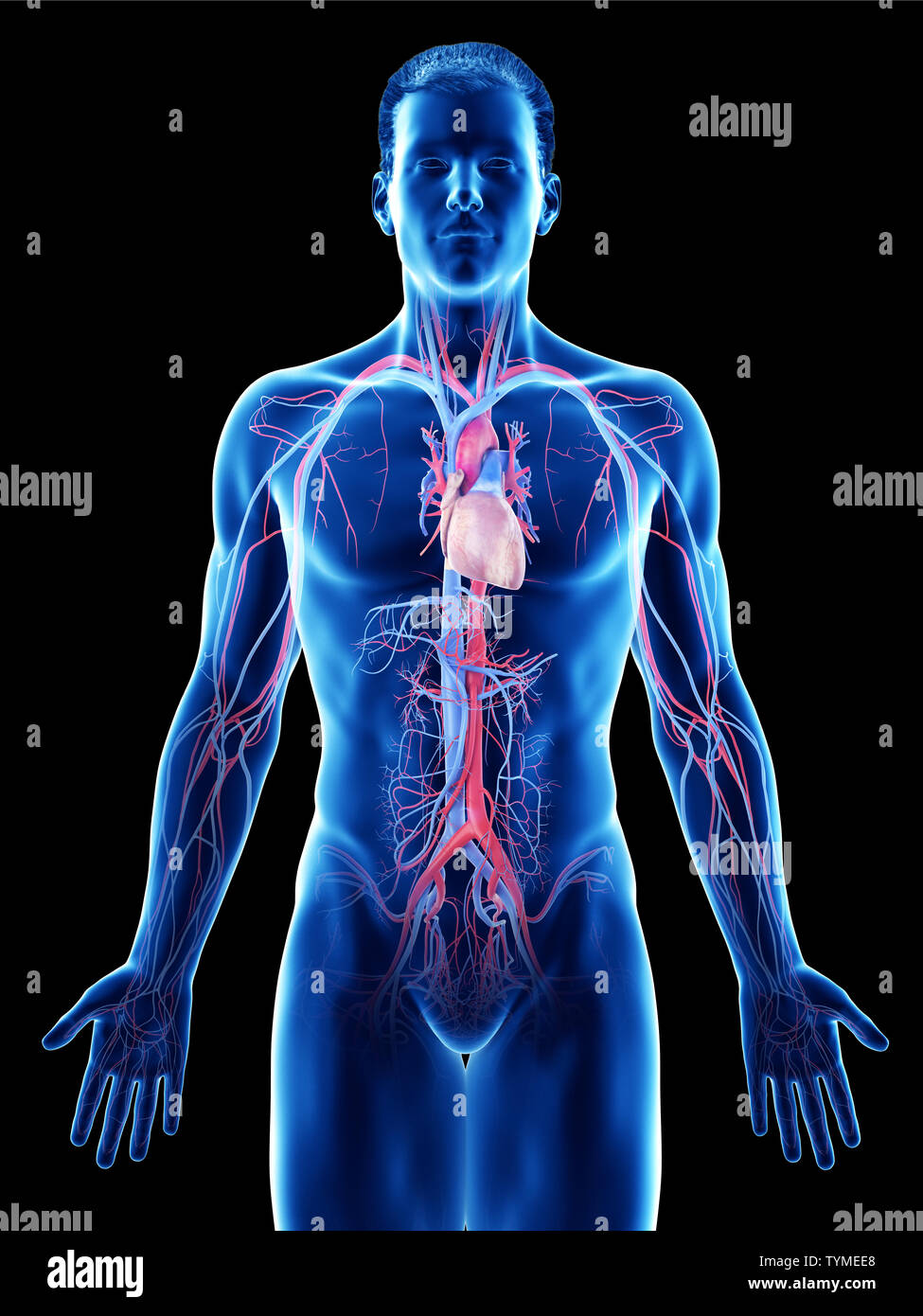3d rendered medically accurate illustration of a mans vascular system ...