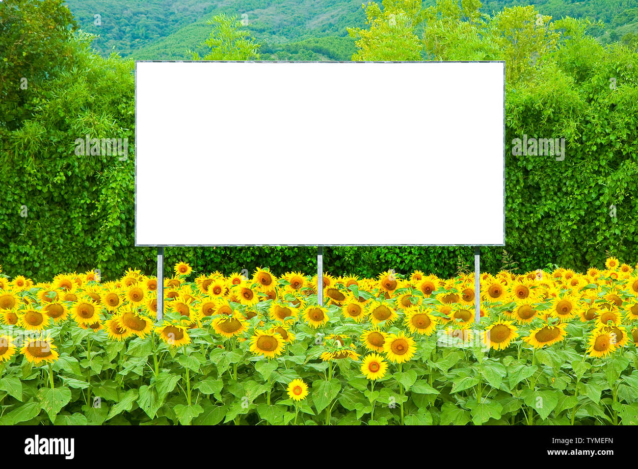 Blank advertising billboard immersed immersed in a field of sunflowers ...