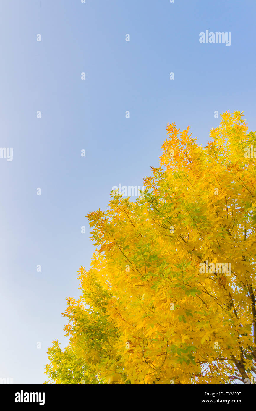Golden yellow leaf season hi-res stock photography and images - Alamy