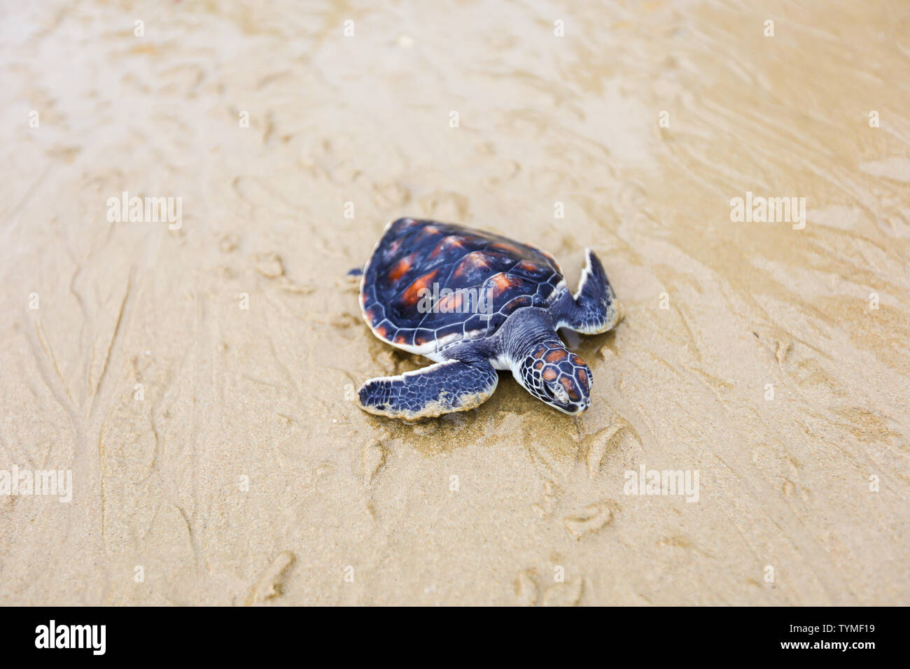 Helping and conserving sea turtles for release to nature Stock Photo ...