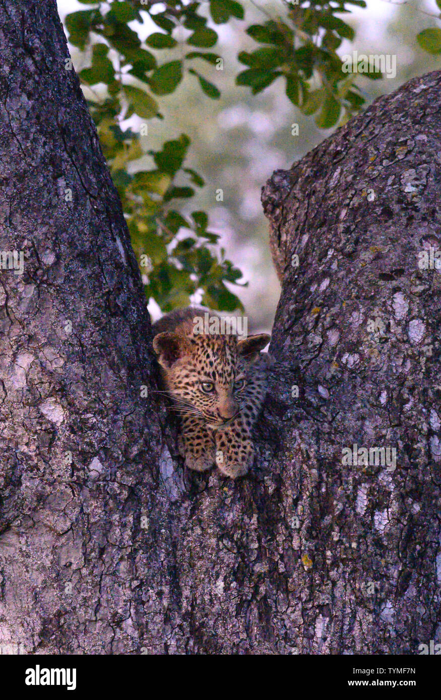 Sabi sand private game reserve hi-res stock photography and images - Alamy