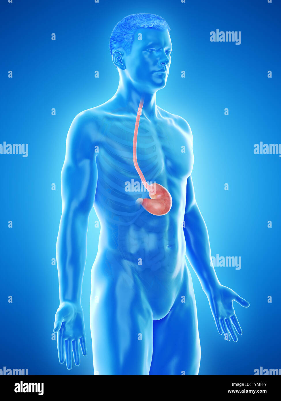 3d rendered medically accurate illustration of a mans stomach Stock ...