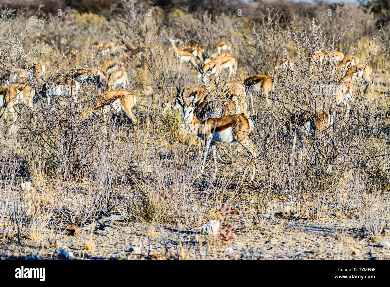 Springbok on the African savannah, Namibia Stock Photo - Alamy