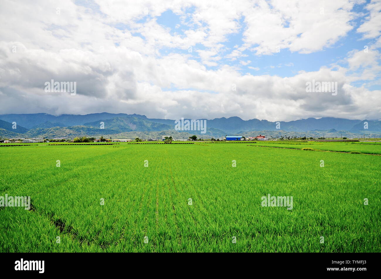 Huadong longitudinal valley field Stock Photo - Alamy
