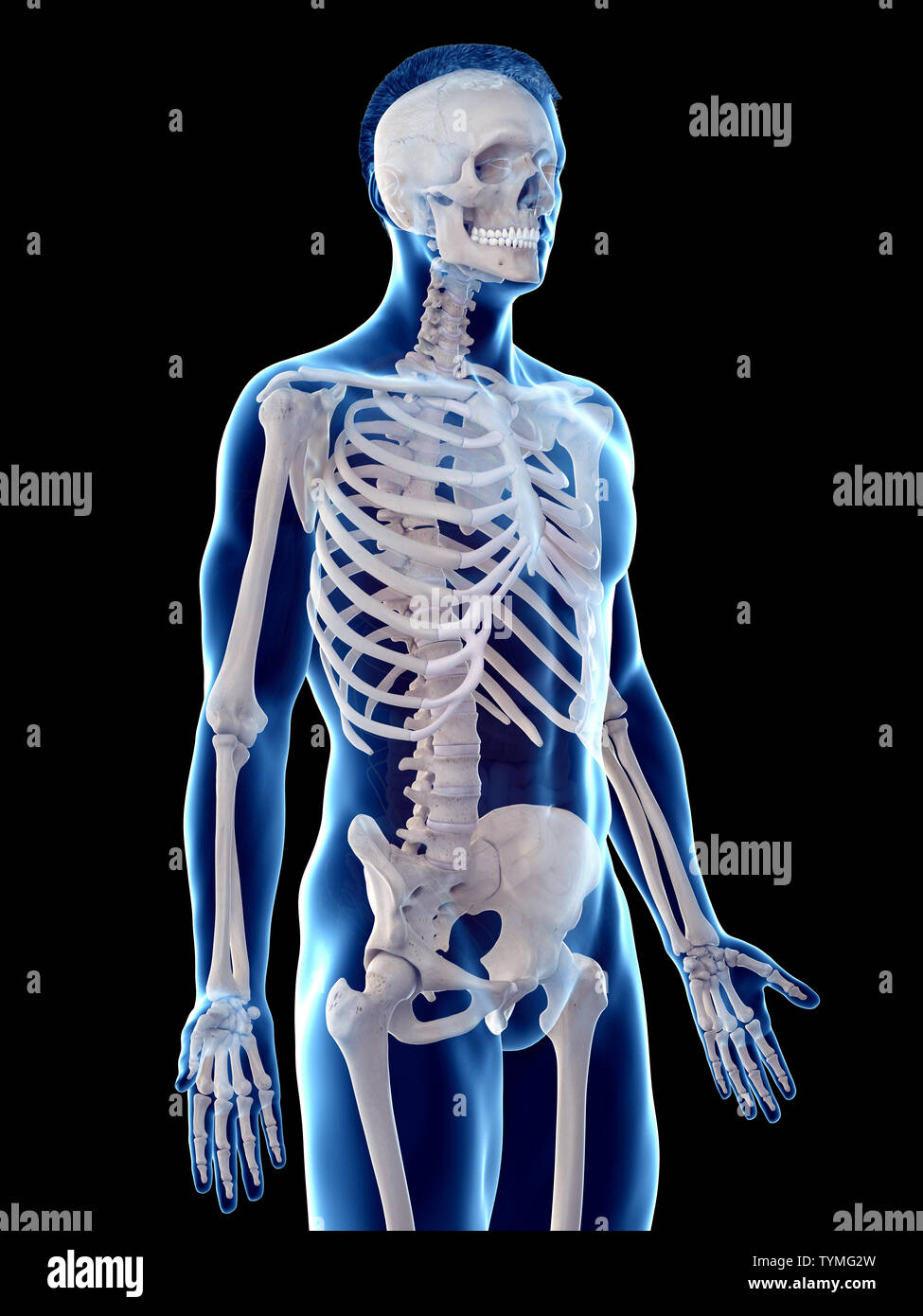 3d rendered medically accurate illustration of a mans skeleton Stock ...