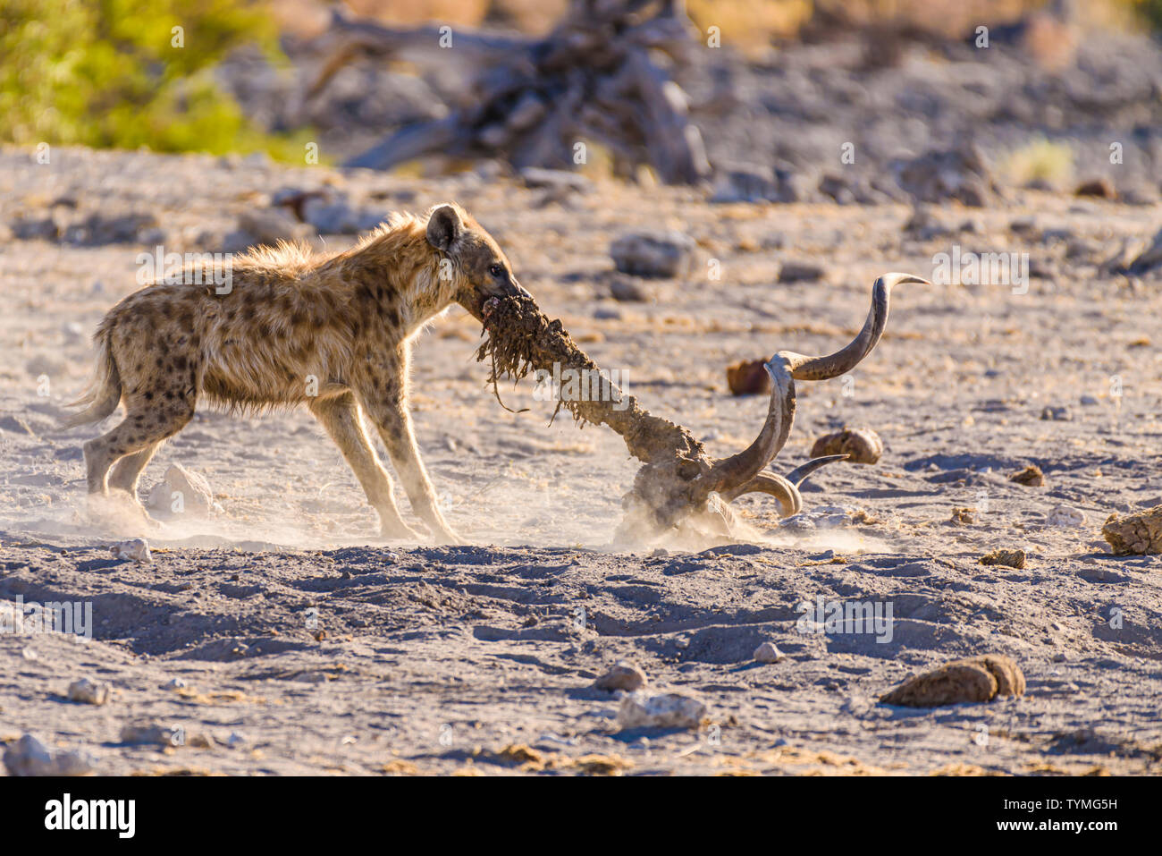 Dead hyena hi-res stock photography and images - Alamy