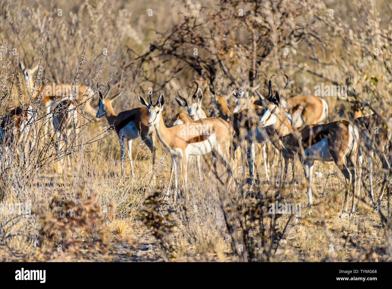 Springbok africa springboks herd hi-res stock photography and images ...