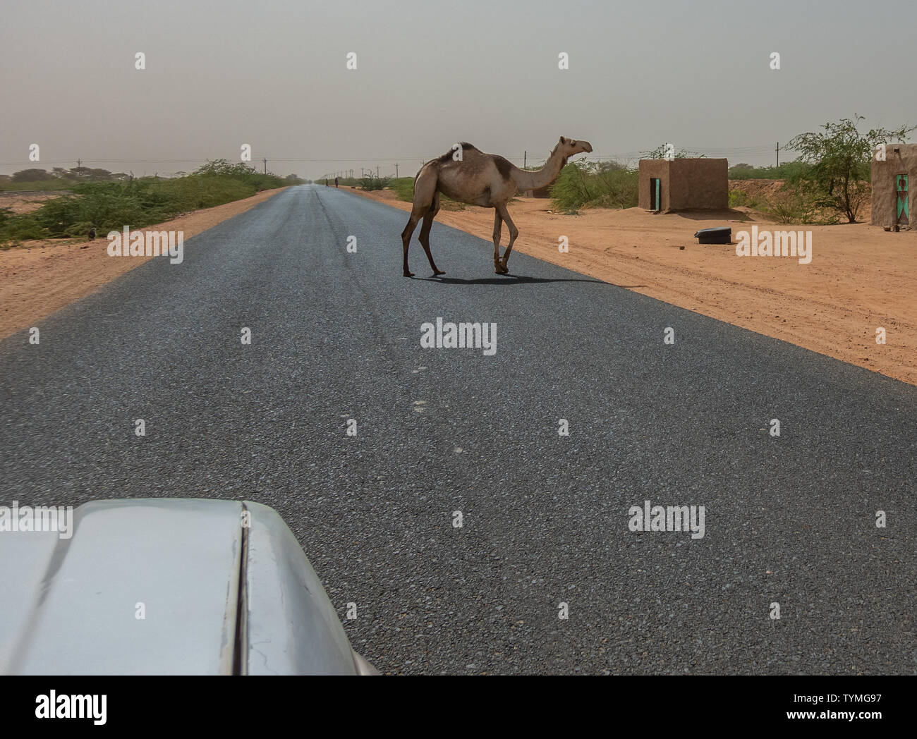 Camel running hi-res stock photography and images - Alamy