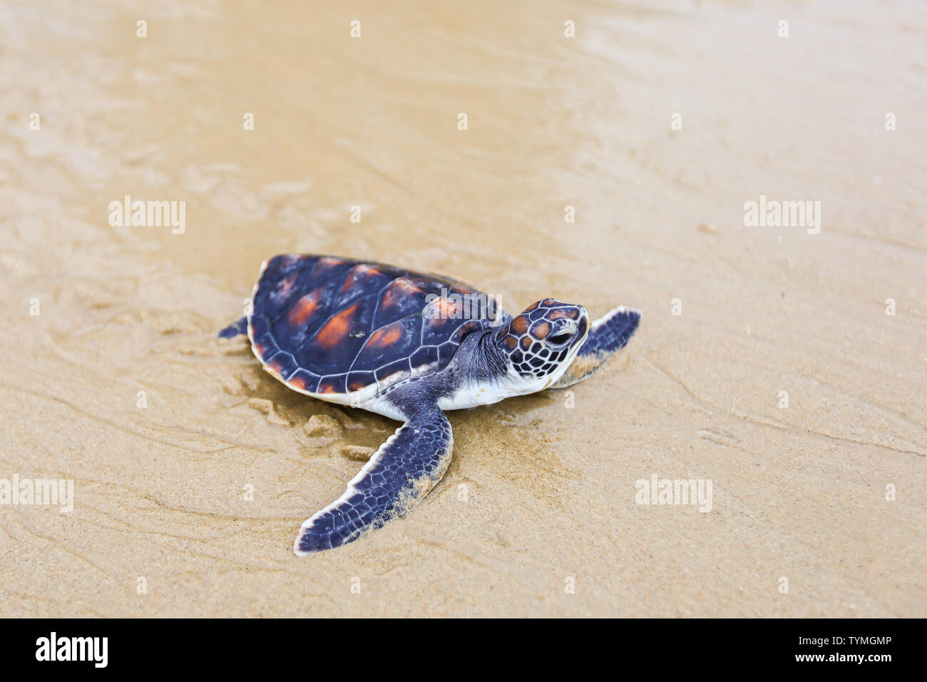 Helping and conserving sea turtles for release to nature Stock Photo ...