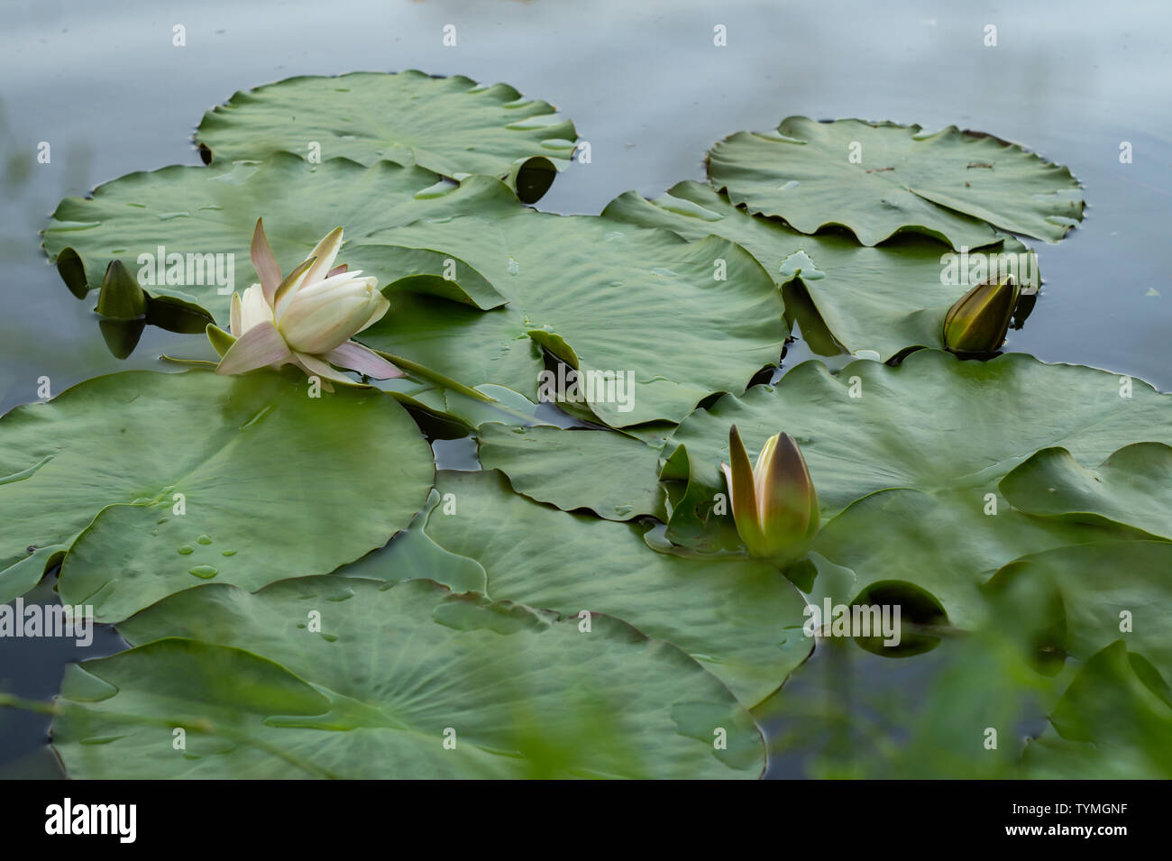 Leaves and flowers of Nymphaea on the water surface of the lake. It is ...
