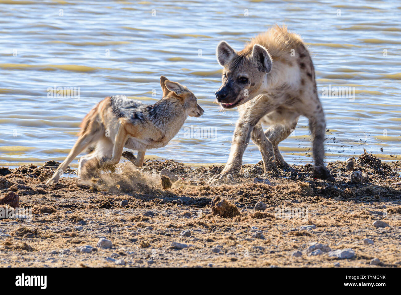 Can A Hyena Kill A Dog