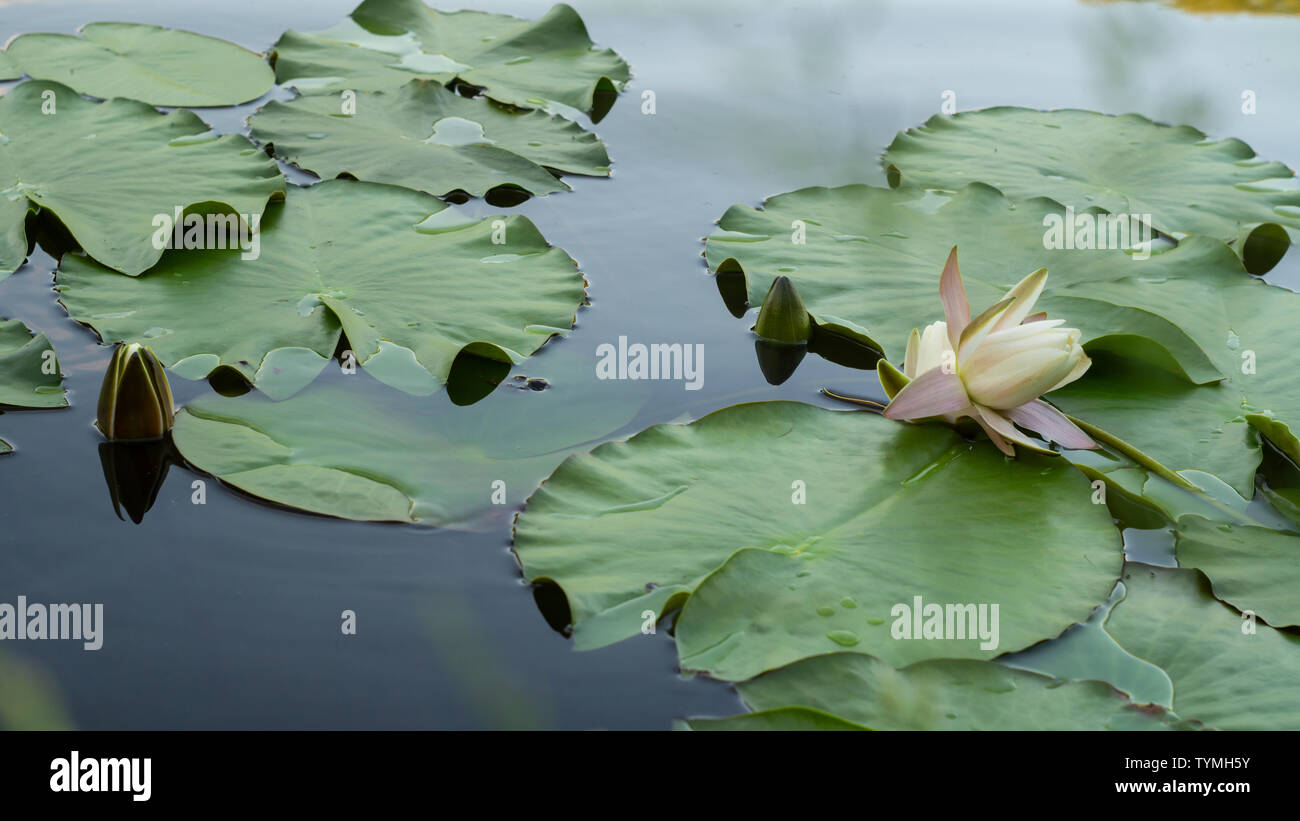 Leaves and flowers of Nymphaea on the water surface of the lake. It is ...