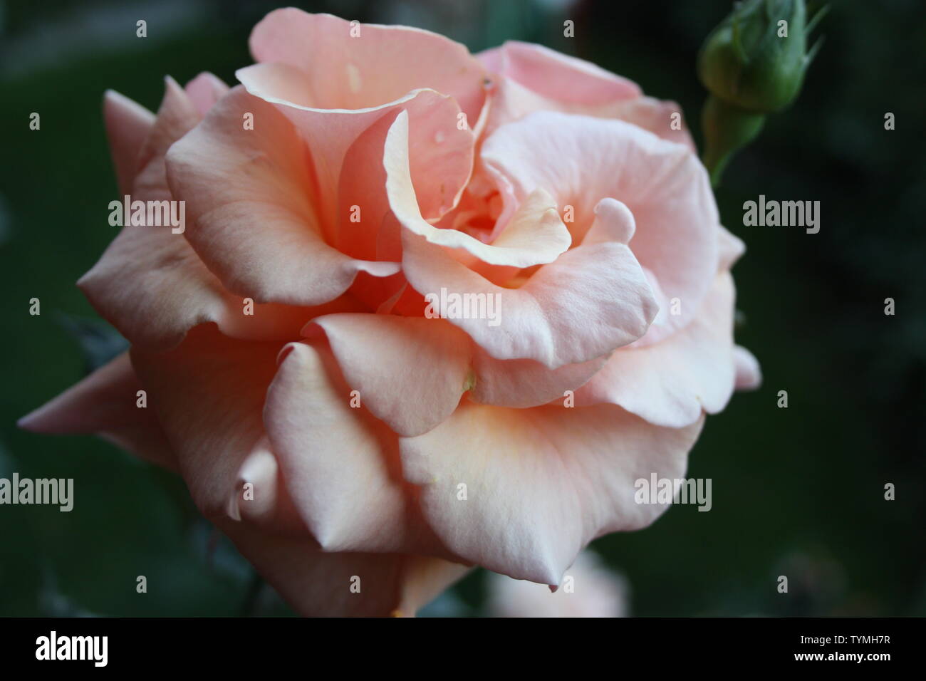 home garden. delicate large rose with light, pale colors. faint color ...