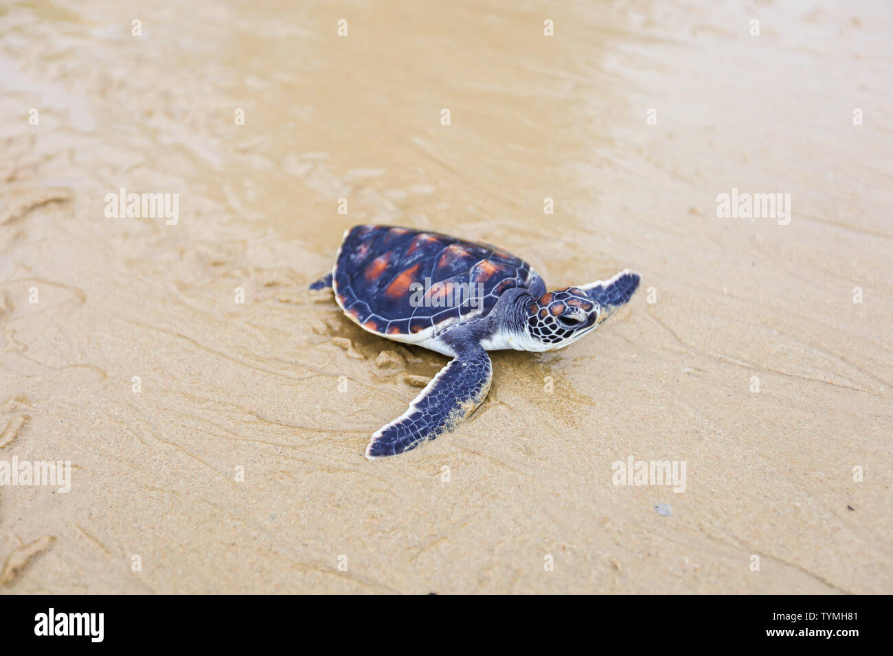 Helping and conserving sea turtles for release to nature Stock Photo ...
