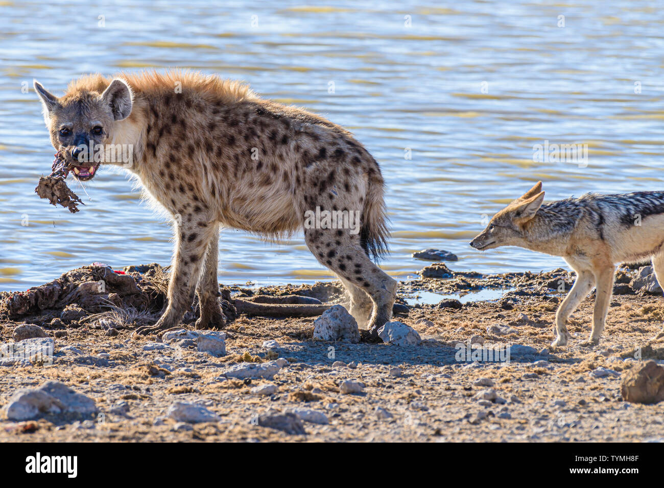 Laughing jackal hi-res stock photography and images - Alamy