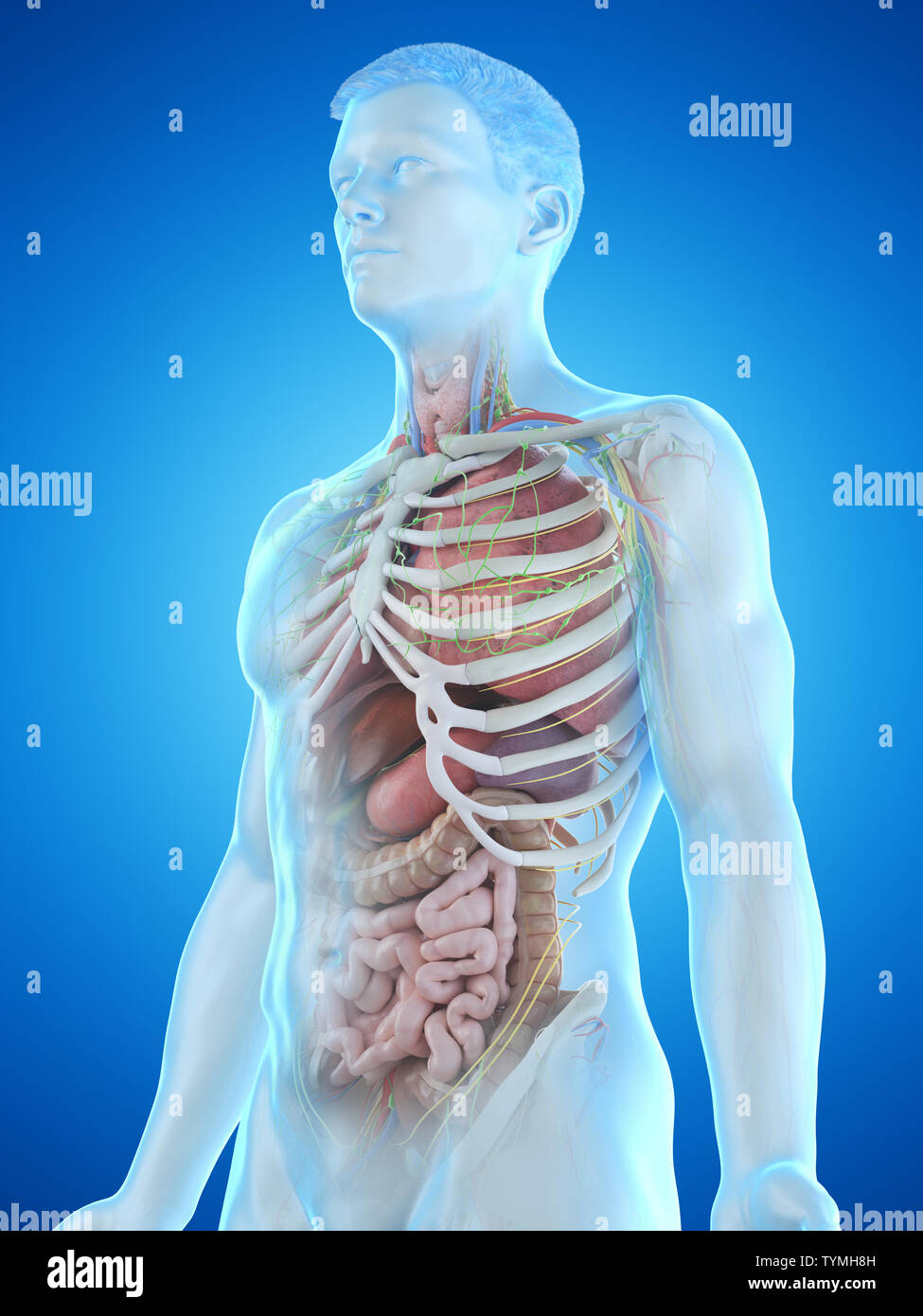 3d rendered medically accurate illustration of a mans organs Stock ...