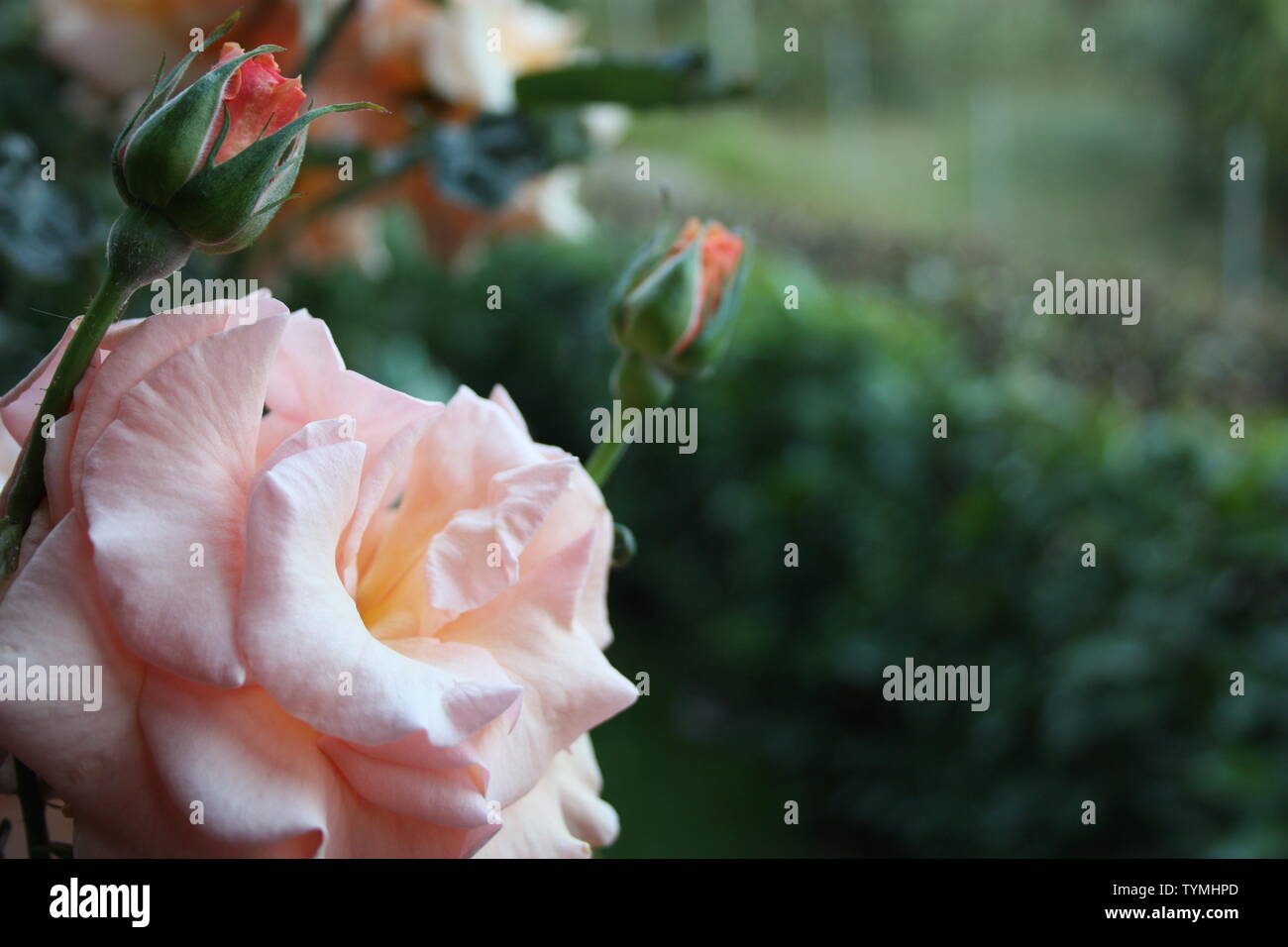 home garden. delicate large rose with light, pale colors. faint color ...