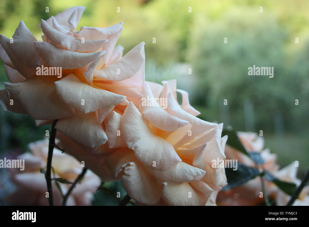 home garden. delicate large rose with light, pale colors. faint color ...