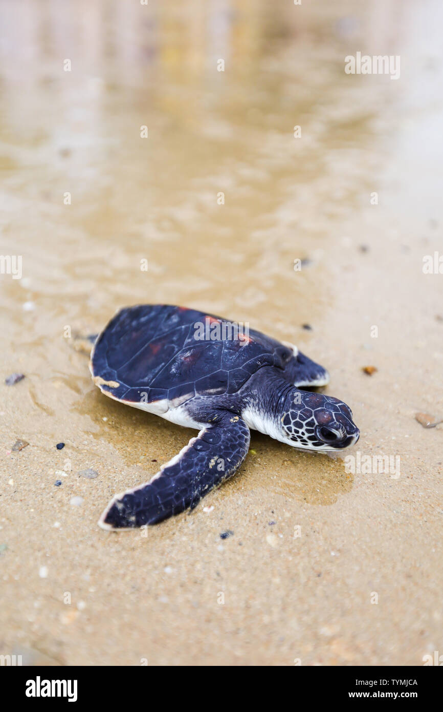 Helping and conserving sea turtles for release to nature Stock Photo ...