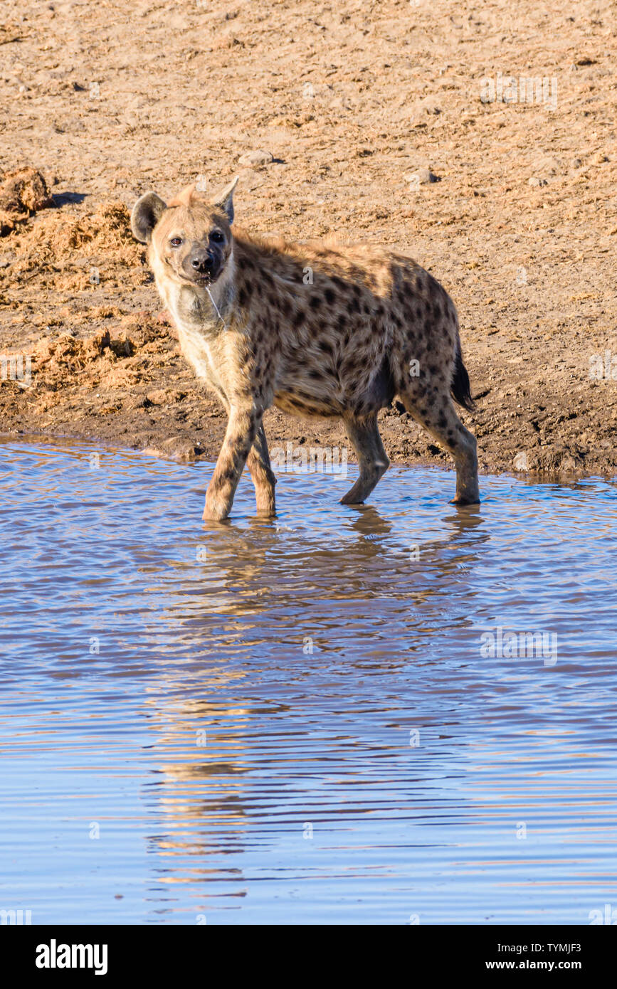 A spotted hyena takes a drink from a water hole in the Etosha National ...
