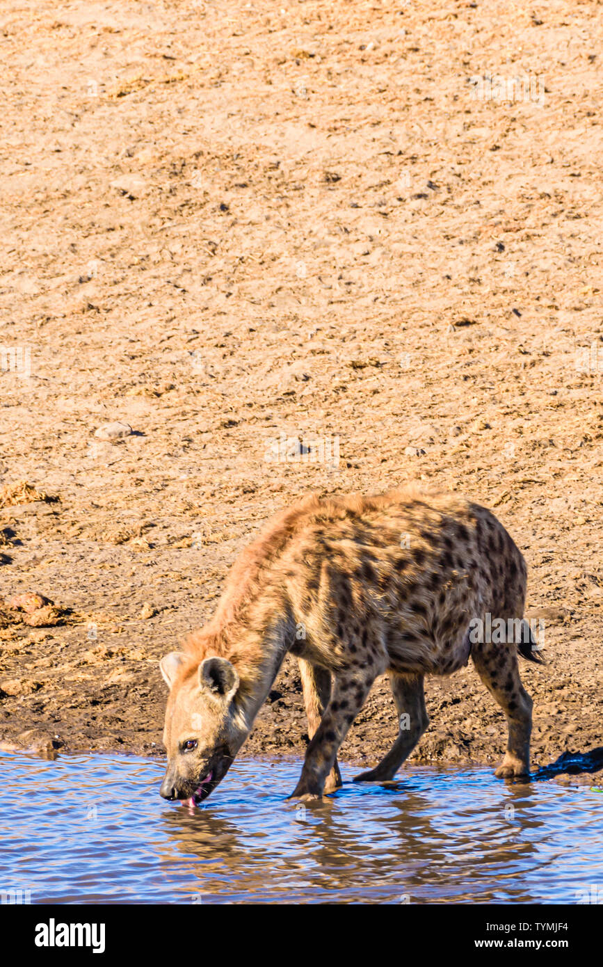Spotted hyena drinking waterhole hi-res stock photography and images ...