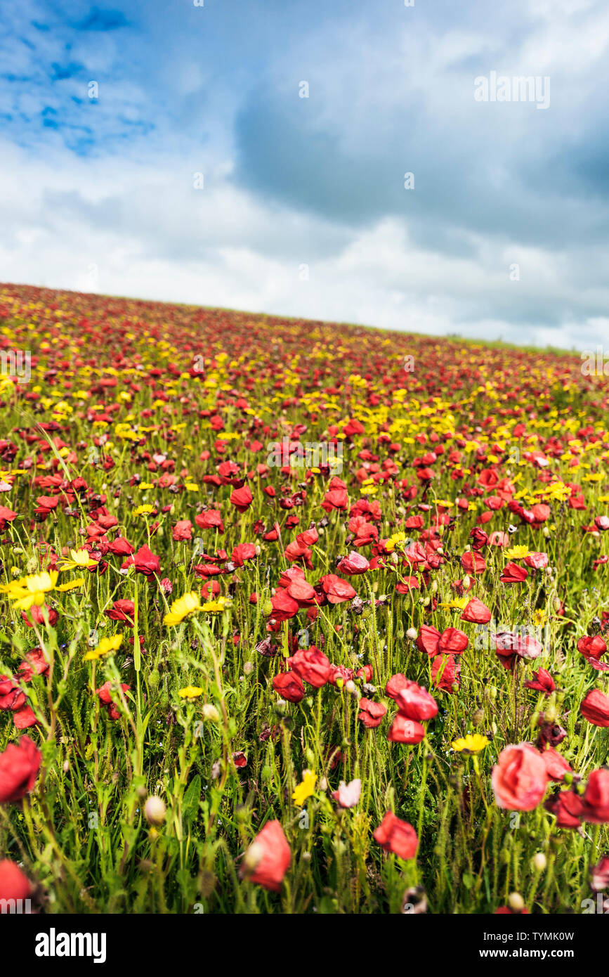 West pentire cornwall hi-res stock photography and images - Alamy