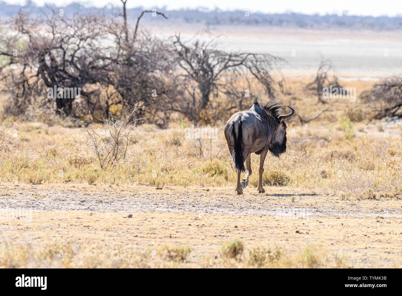 Blue wildebeest on the arid savannah of Namibia Stock Photo - Alamy