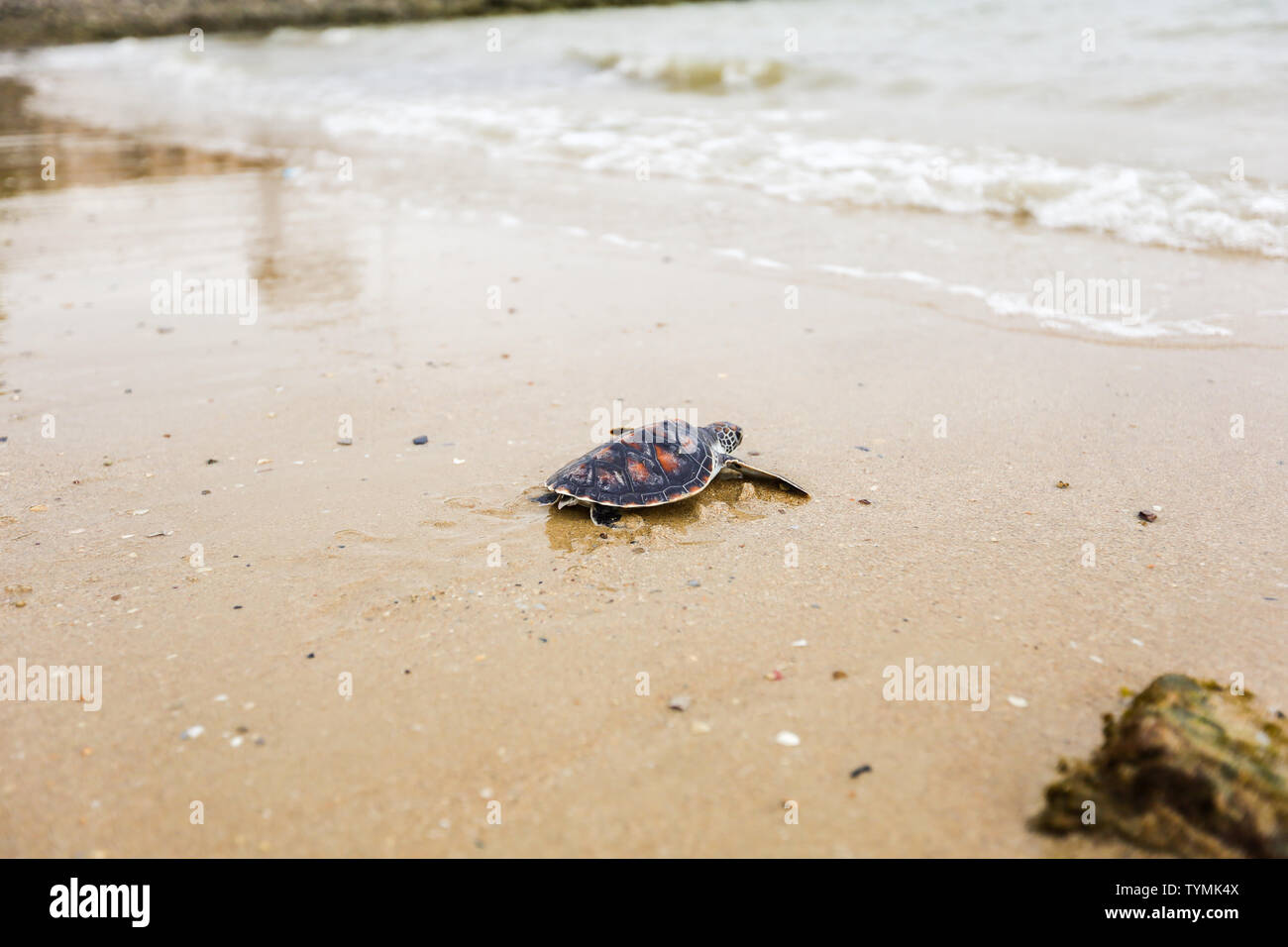 Helping and conserving sea turtles for release to nature Stock Photo ...