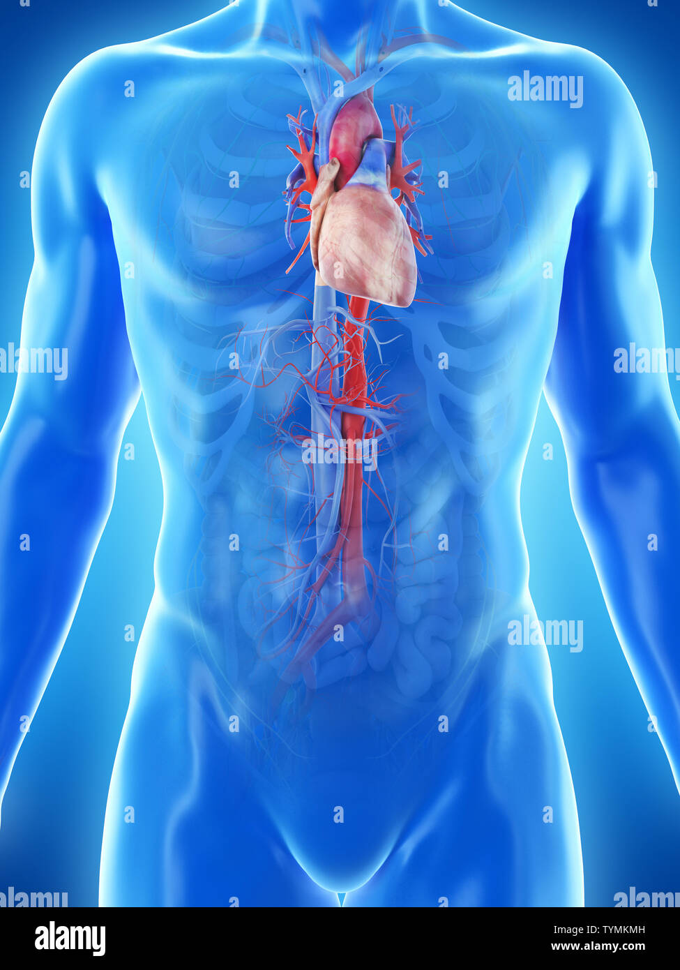 3d rendered medically accurate illustration of a mans heart Stock Photo ...