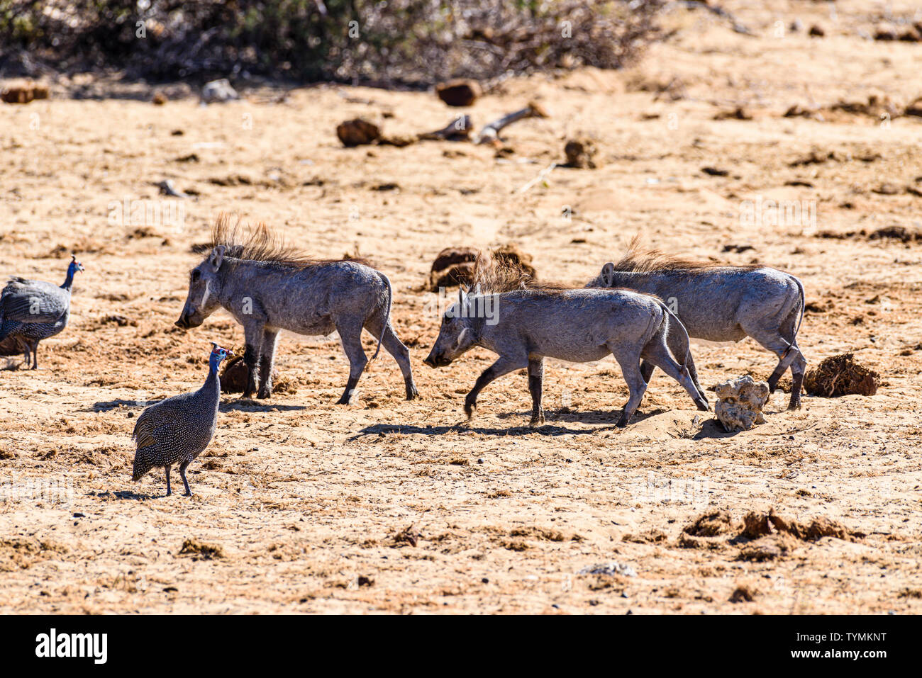 Male female warthog hi-res stock photography and images - Alamy