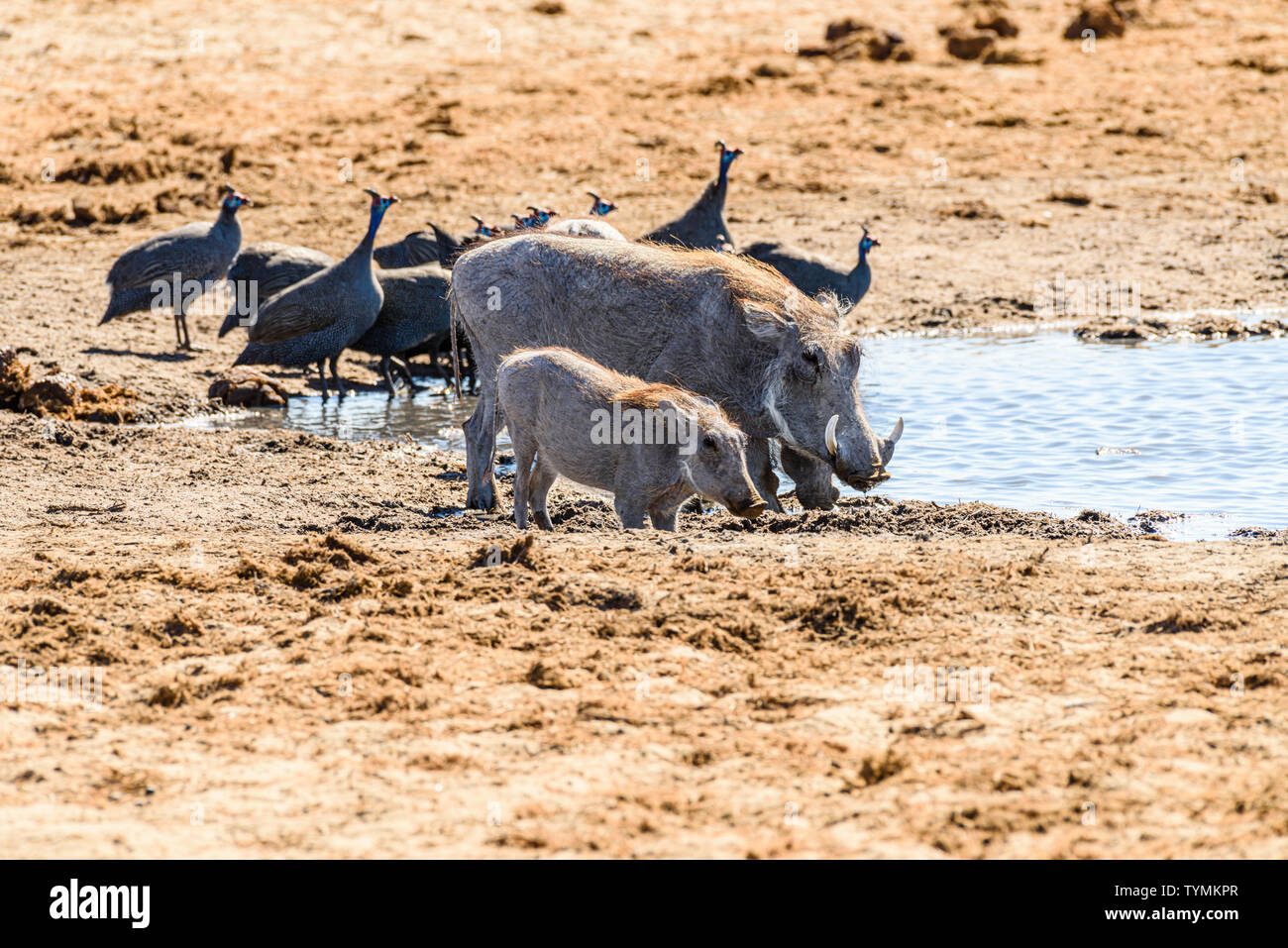 A family of warthogs with guineafowl drink from a natural water hole ...