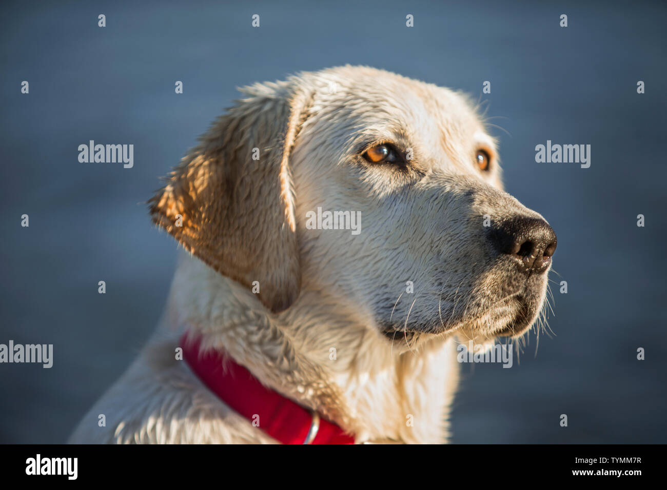 Golden labrador foreground hi-res stock photography and images - Alamy