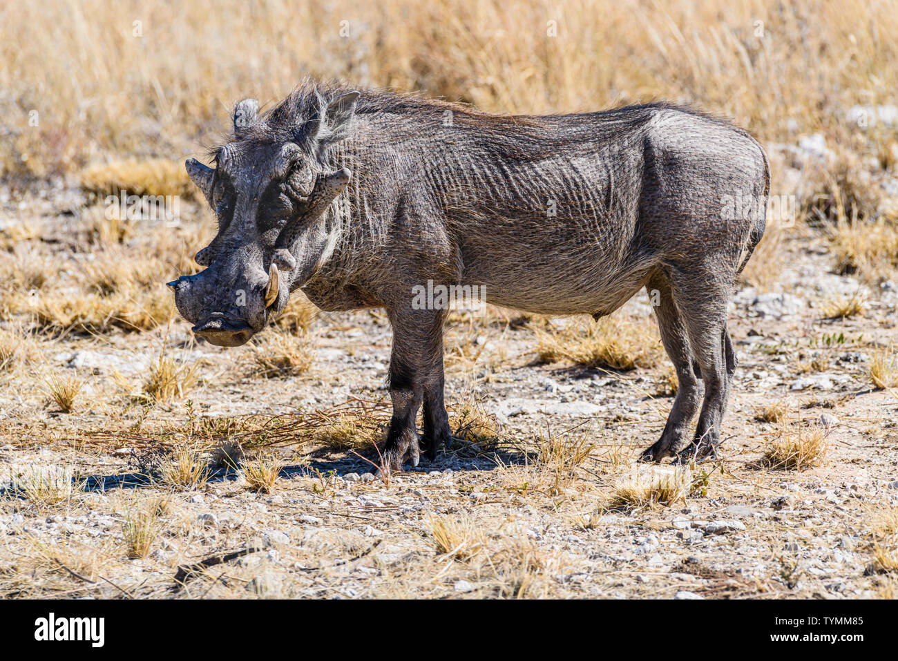 Adult male warthog hi-res stock photography and images - Alamy
