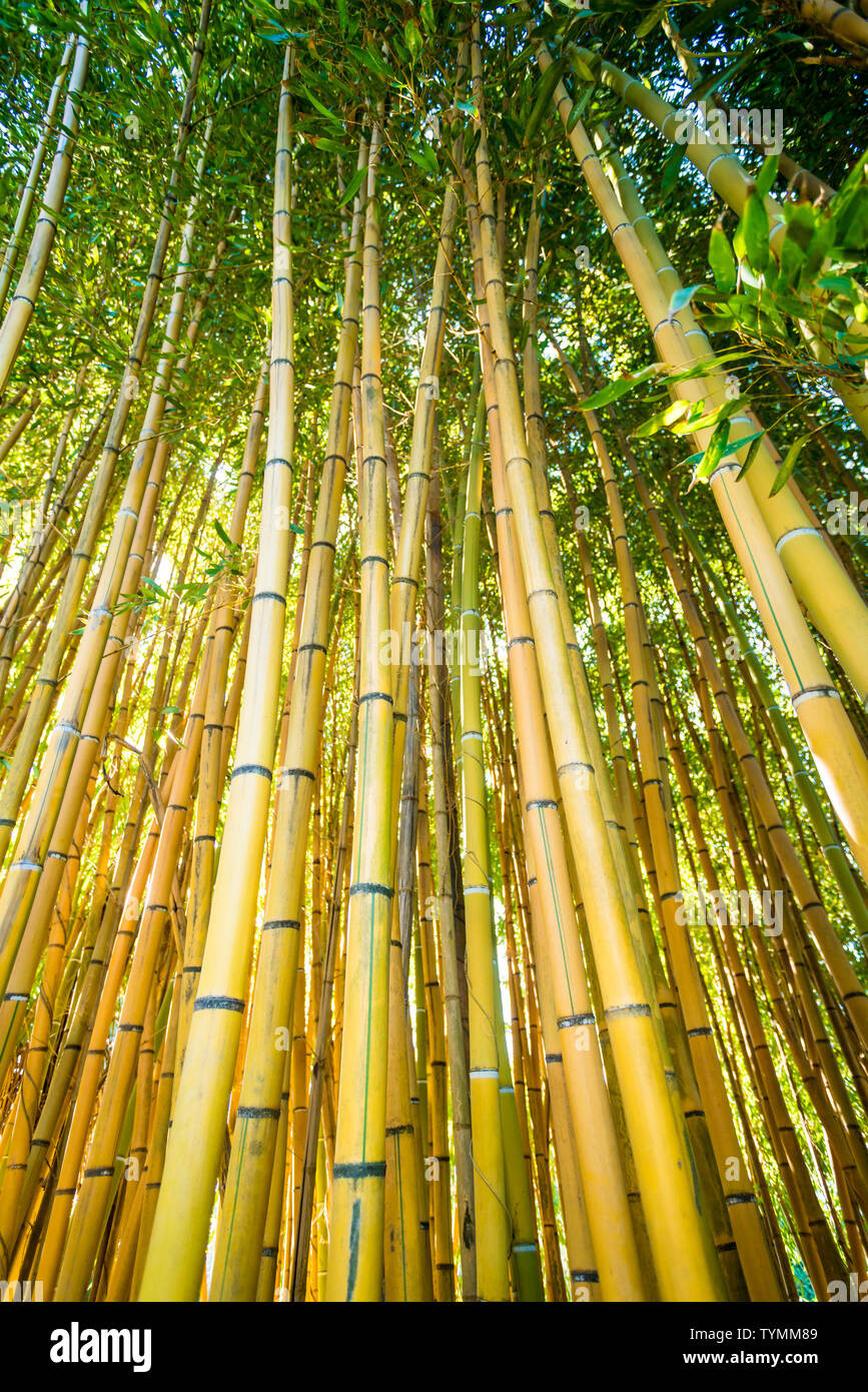 Bamboo forest. Natural background. bamboo plant Stock Photo - Alamy