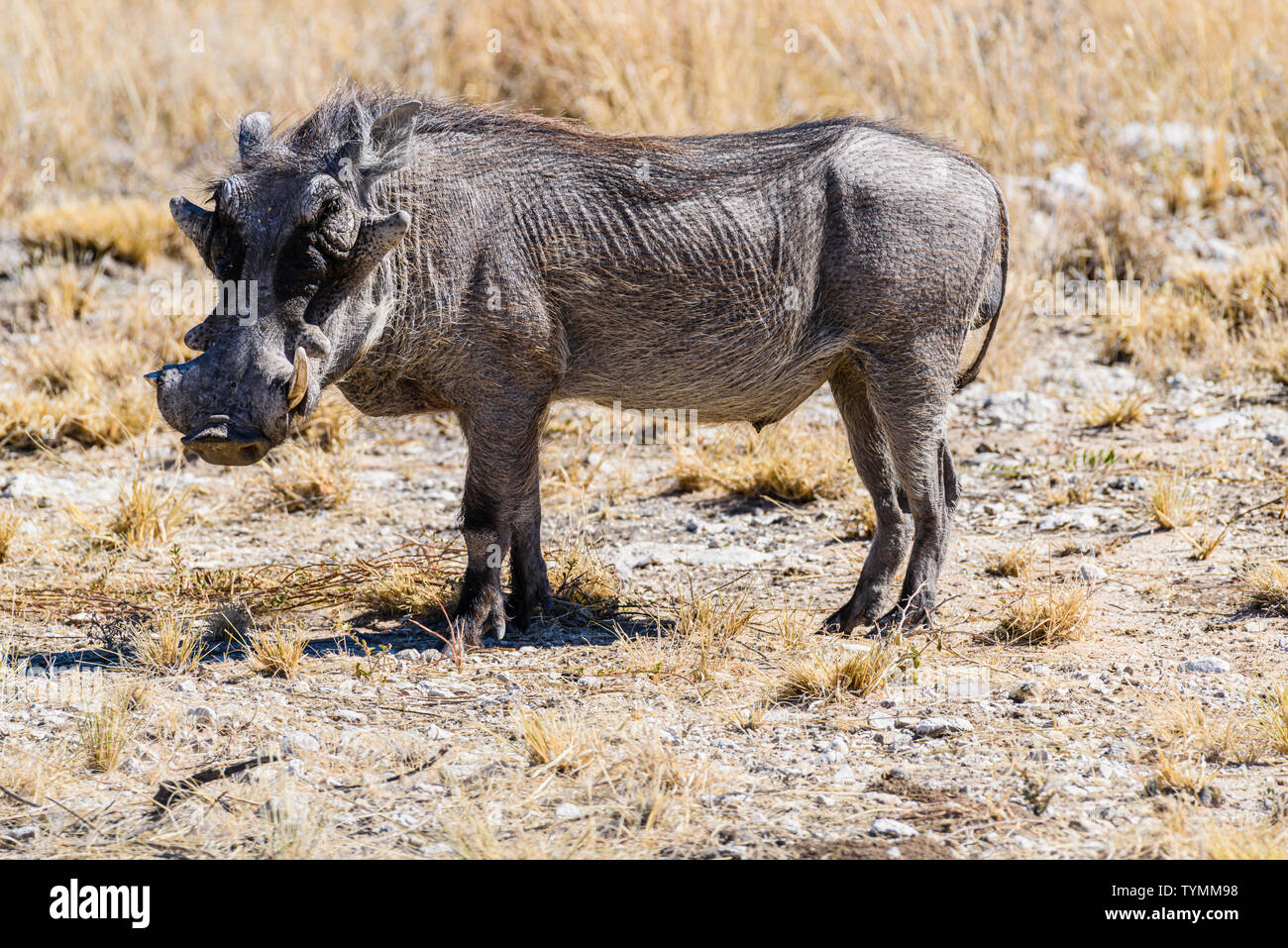 Adult male warthog hi-res stock photography and images - Alamy