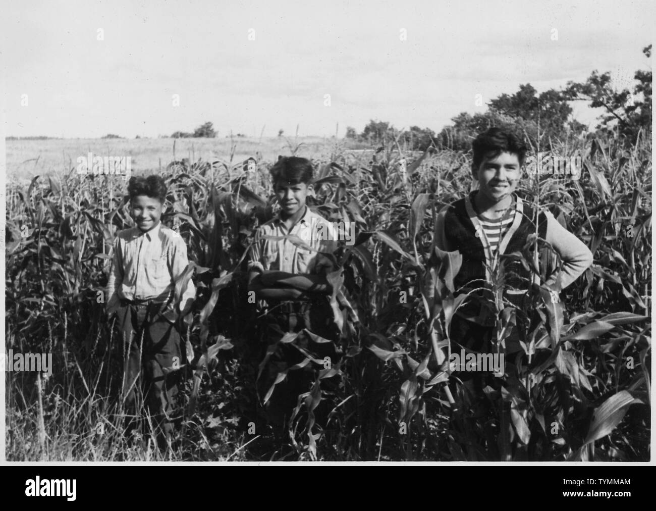 Three Corn Stalks High Resolution Stock Photography and Images - Alamy