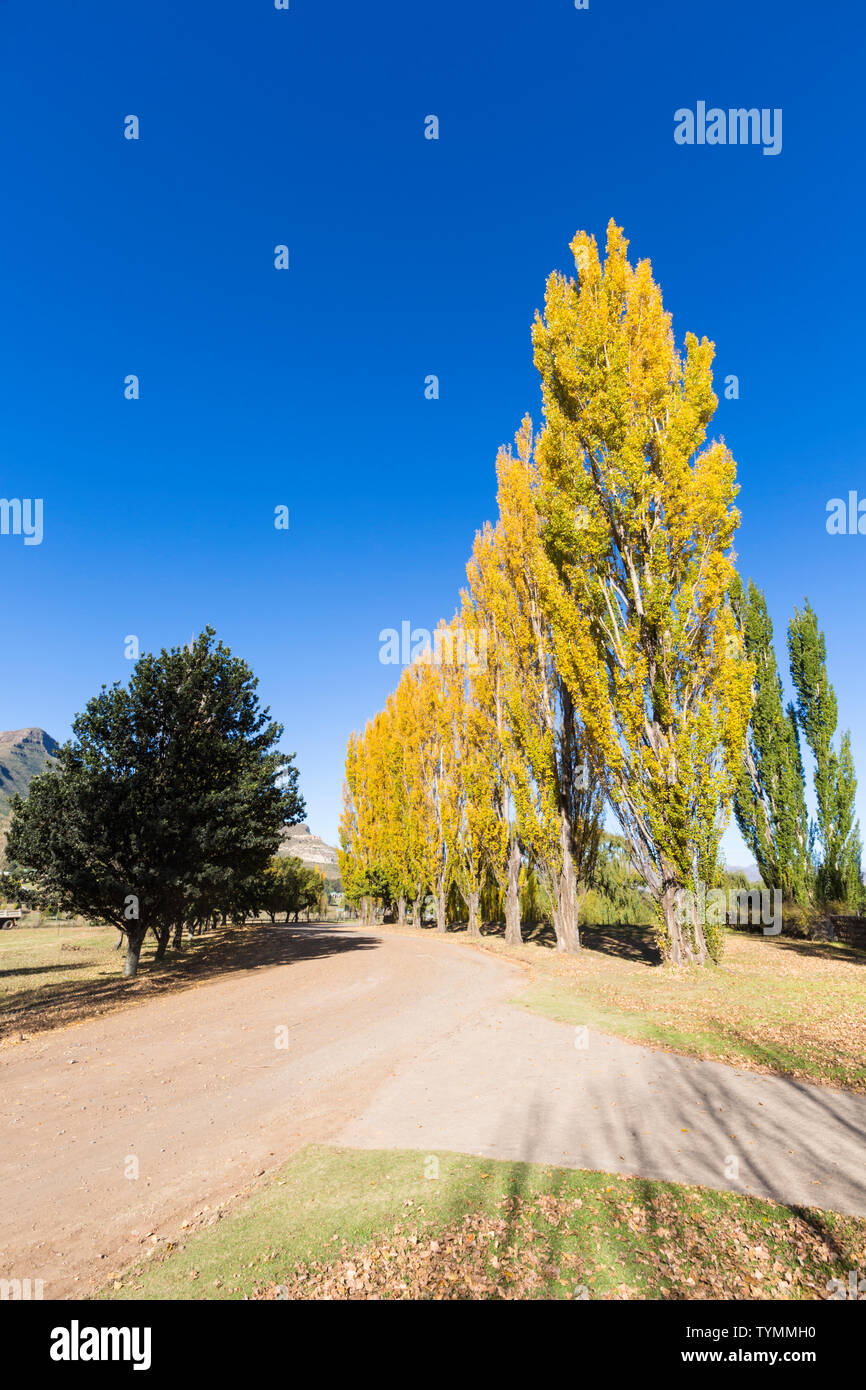 Autumn coloured trees Stock Photo - Alamy