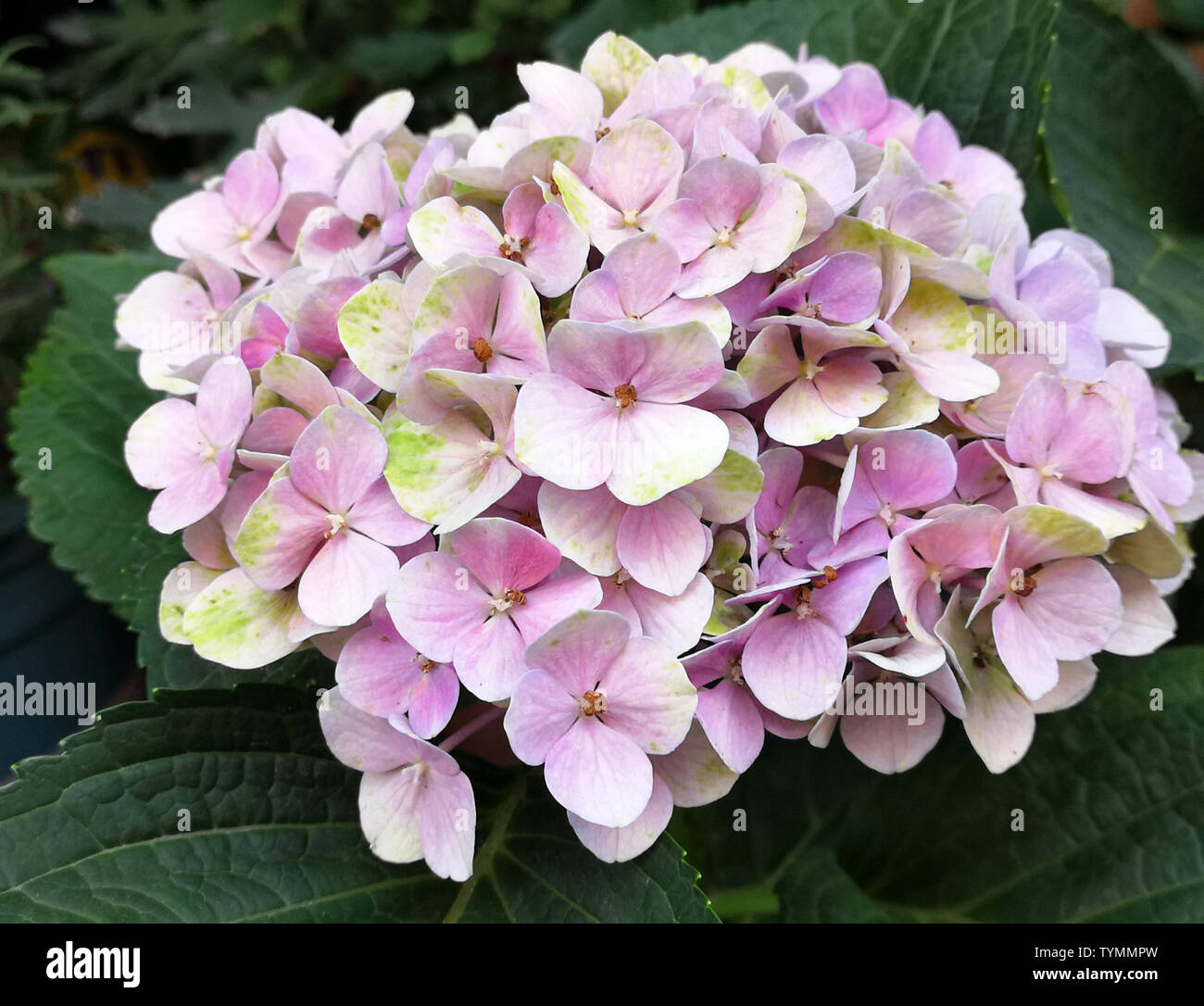 Spherical flowers hi-res stock photography and images - Alamy