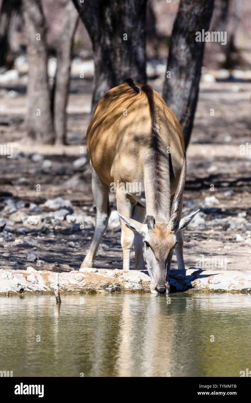 Kudu at an artificial water hole in a Namibian forest, Namibia Stock ...