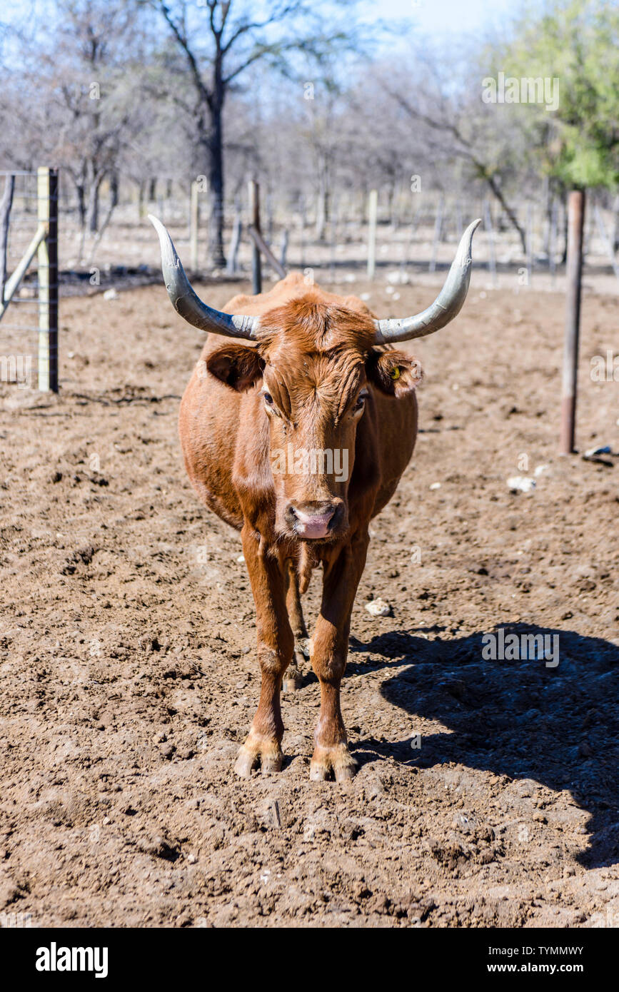 Sanga long horned african cattle in a cattle ranch in Namibia Stock ...