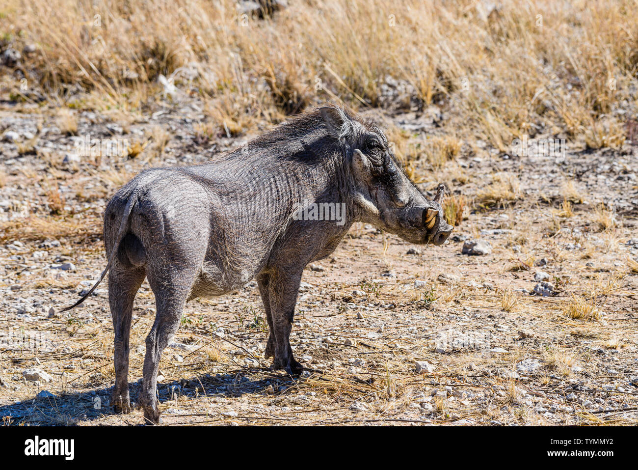 Adult Male Warthog High Resolution Stock Photography and Images - Alamy