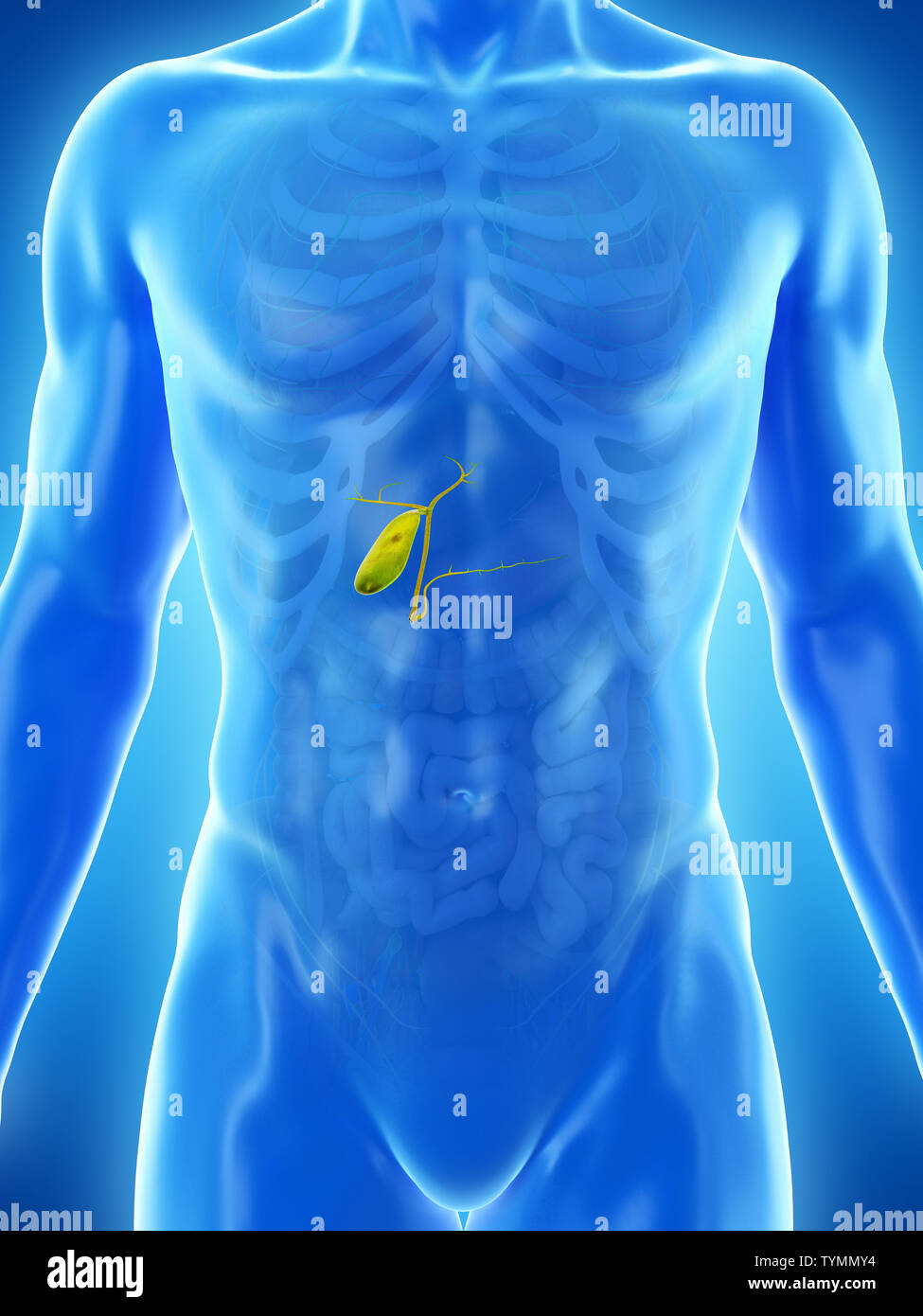 3d rendered medically accurate illustration of a mans gallbladder Stock ...