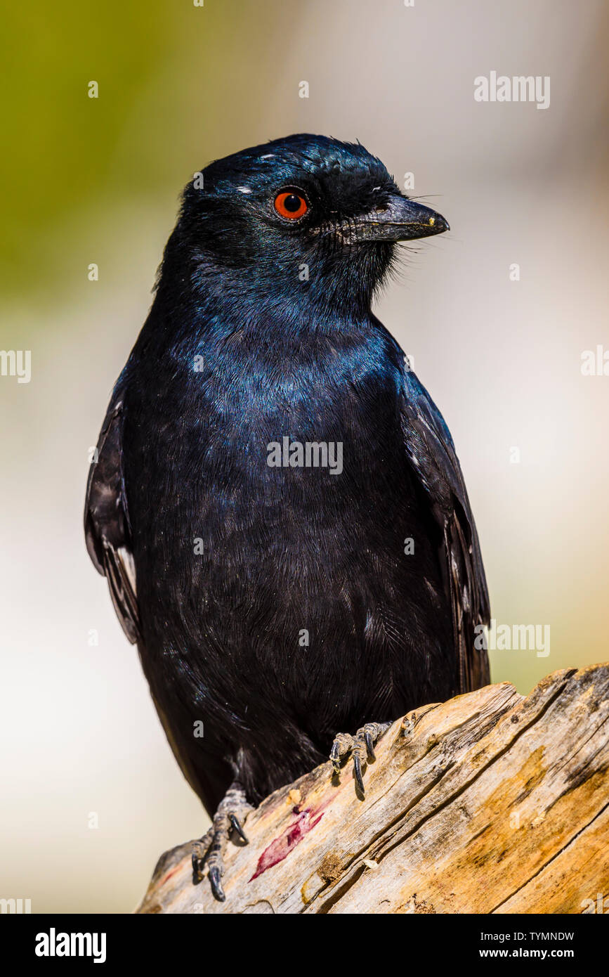 Forked tail drongo hi-res stock photography and images - Alamy