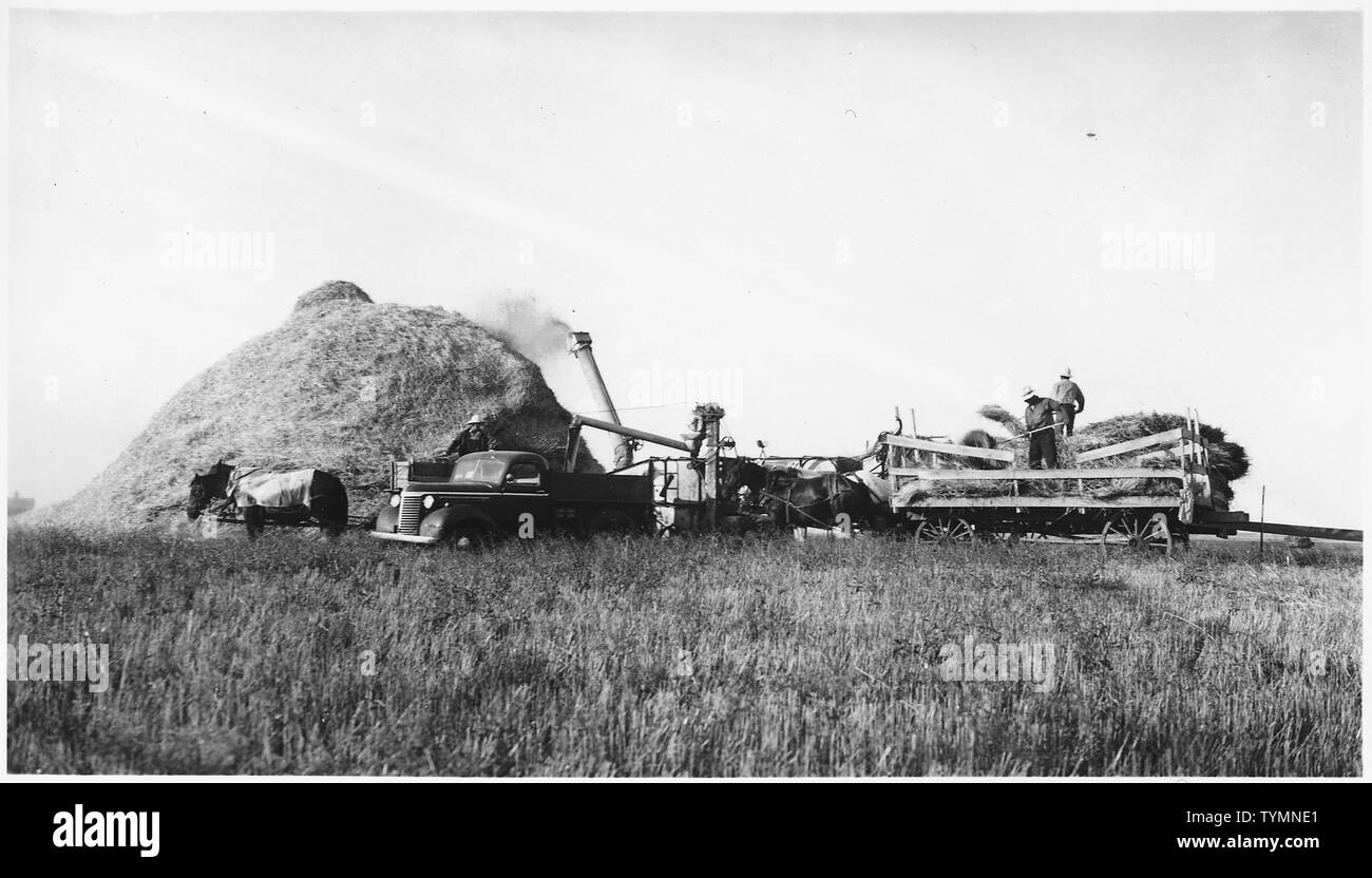 Pile of feed Black and White Stock Photos & Images - Alamy