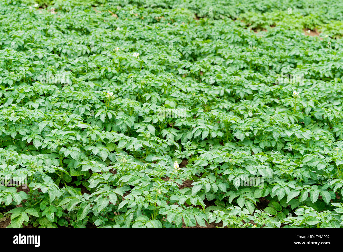 Potato field with green shoots of potatoes Stock Photo - Alamy