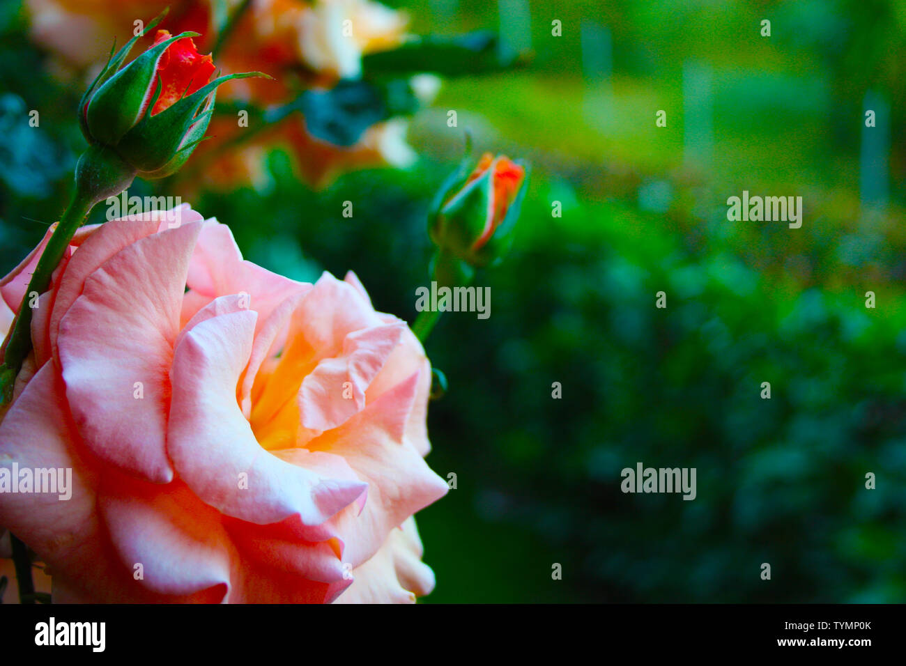 home garden. delicate large rose with light, pale colors. faint color ...