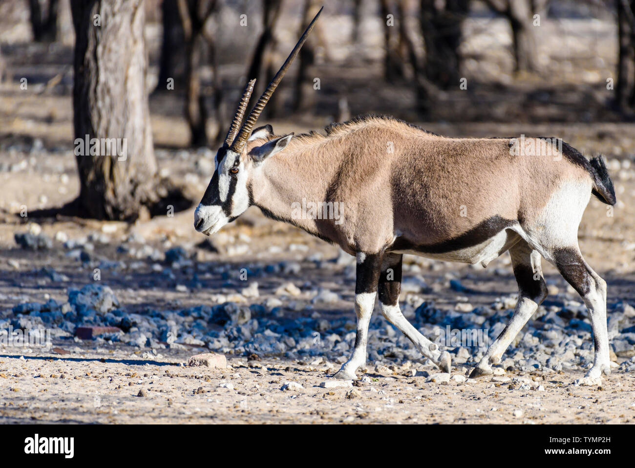 Gemsbok, a large oryx antelope, and the national symbol of Namibia ...